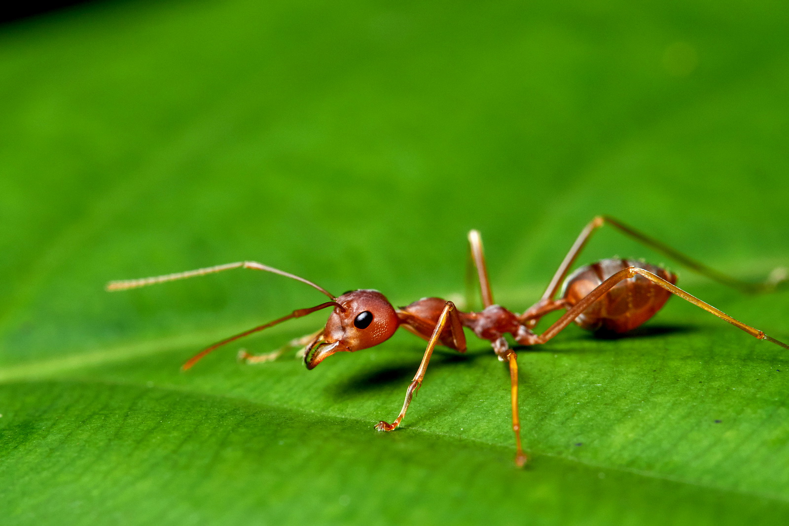 Macro redux: Getting lost in the insect world – Ming Thein | Photographer